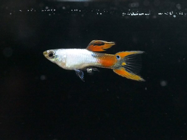The History and Development of Silverado Guppy Phenotypes – Guppy ...
