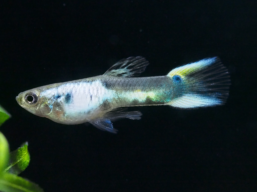 The History and Development of Silverado Guppy Phenotypes – Guppy Master Project