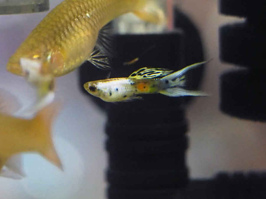 The History and Development of Silverado Guppy Phenotypes – Guppy Master Project