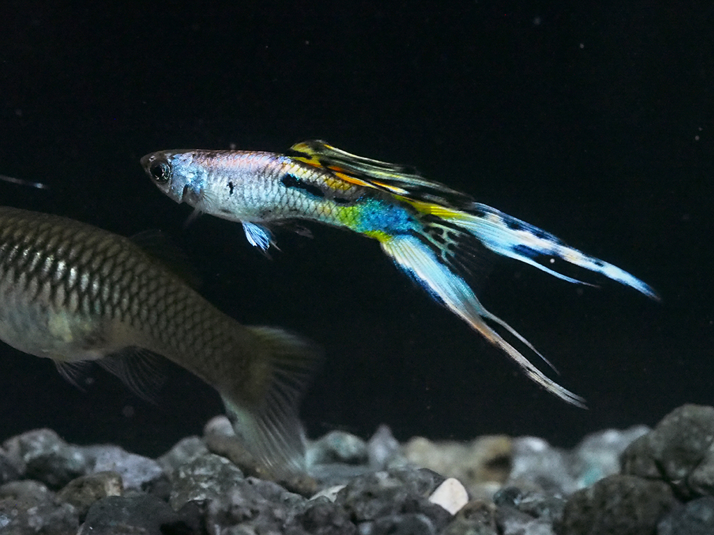 The History and Development of Silverado Guppy Phenotypes – Guppy Master Project