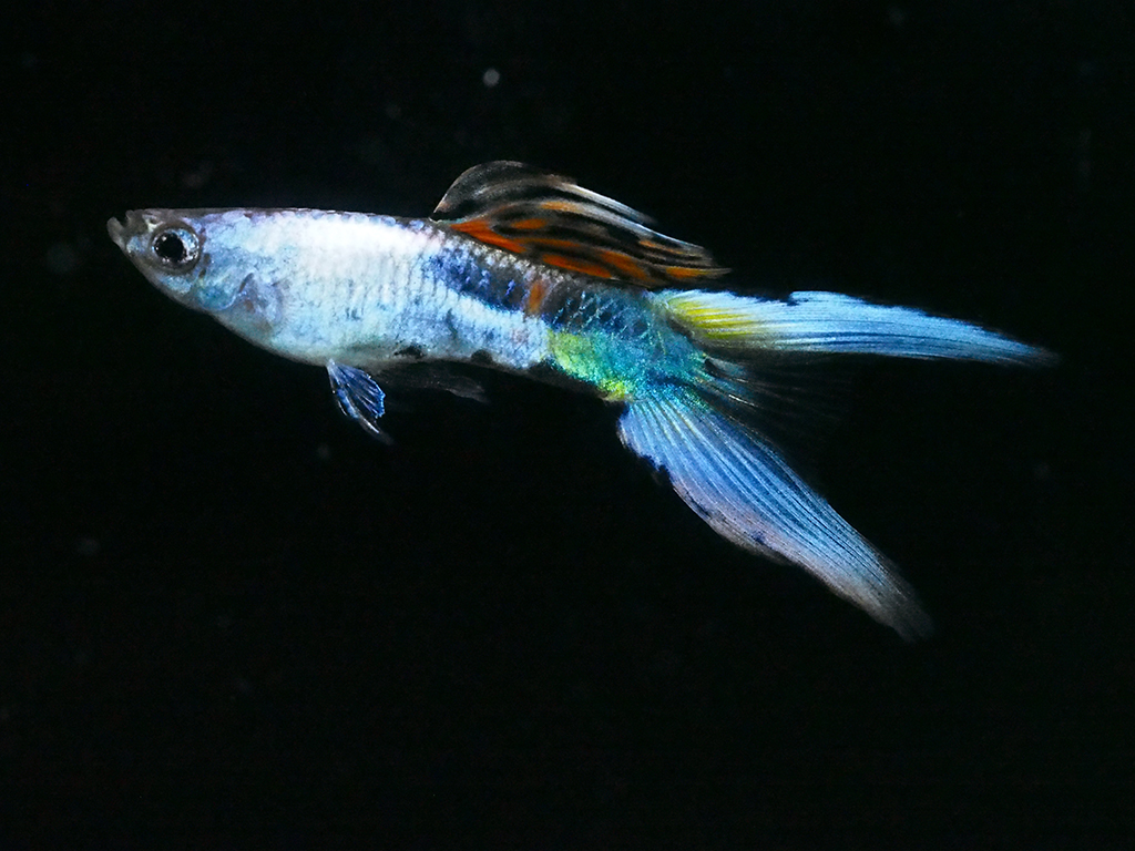 The History and Development of Silverado Guppy Phenotypes – Guppy Master Project
