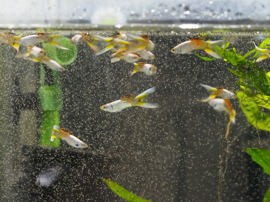 The History and Development of Silverado Guppy Phenotypes – Guppy Master Project