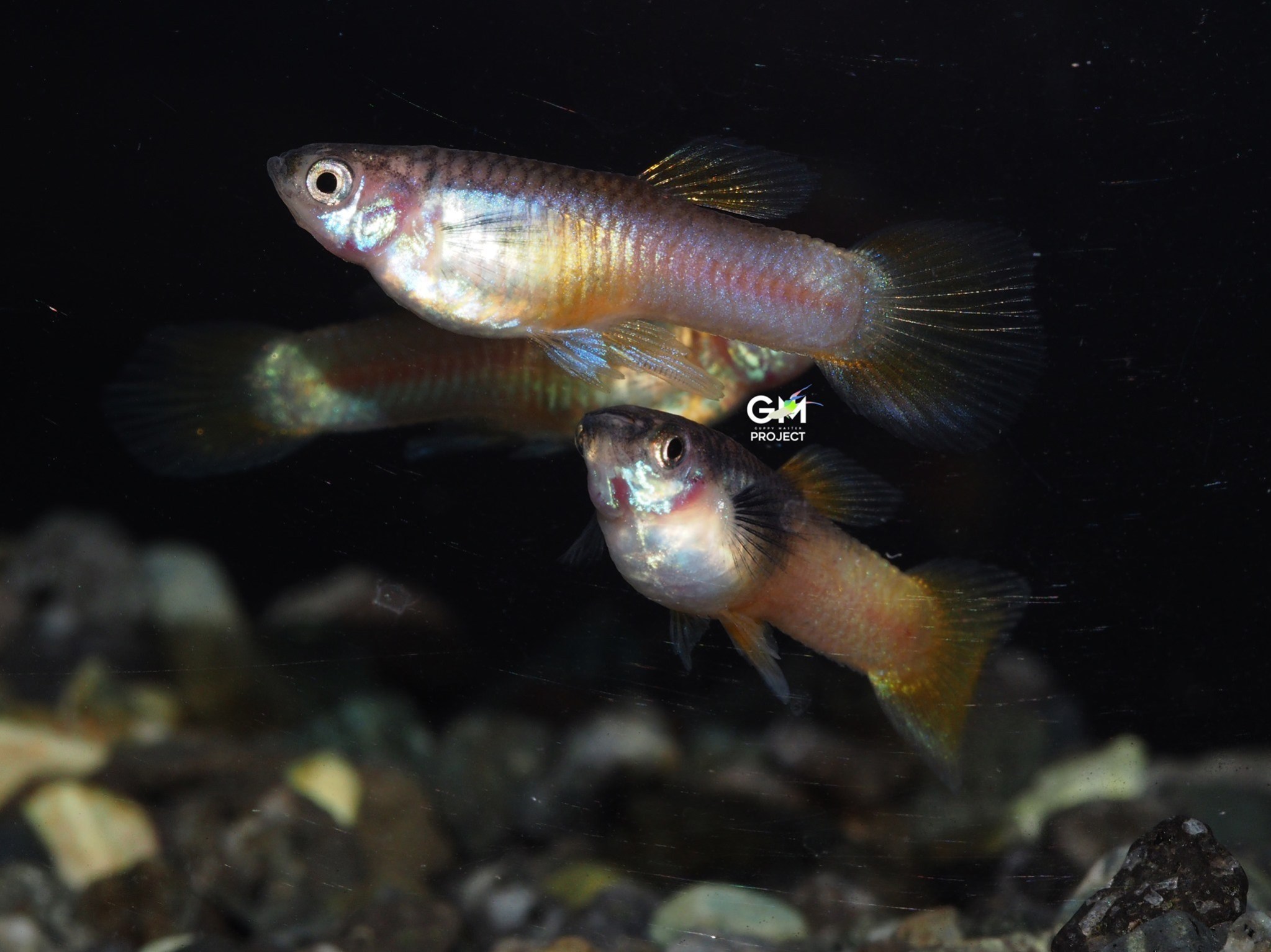 孔雀魚的兄弟情 – Guppy Master Project