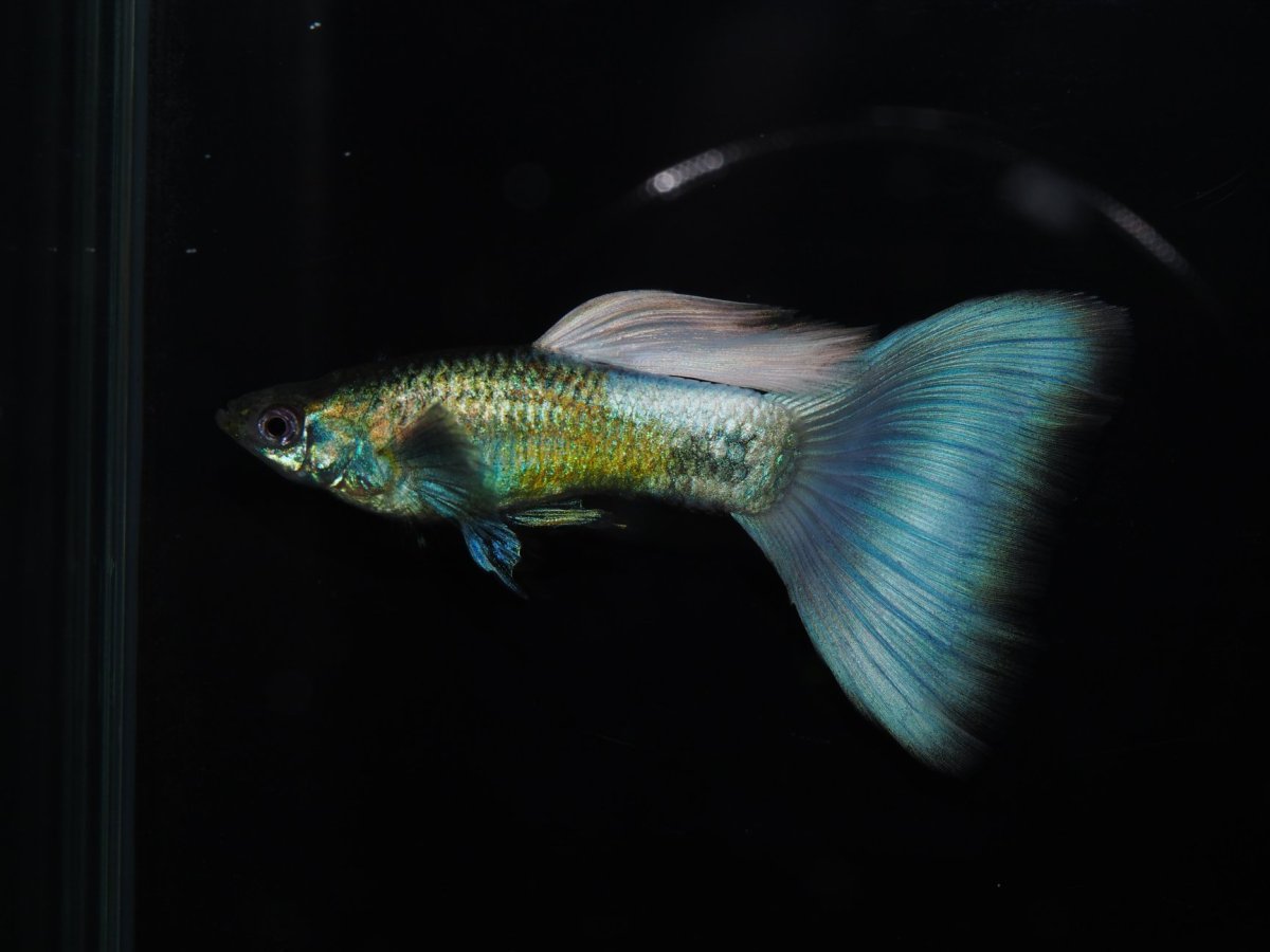 Guppy Master Project – 孔雀魚大師計畫