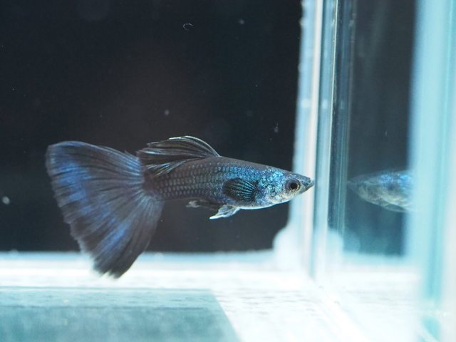 莫斯科藍（Moscow blue）介紹與釋疑 – Guppy Master Project